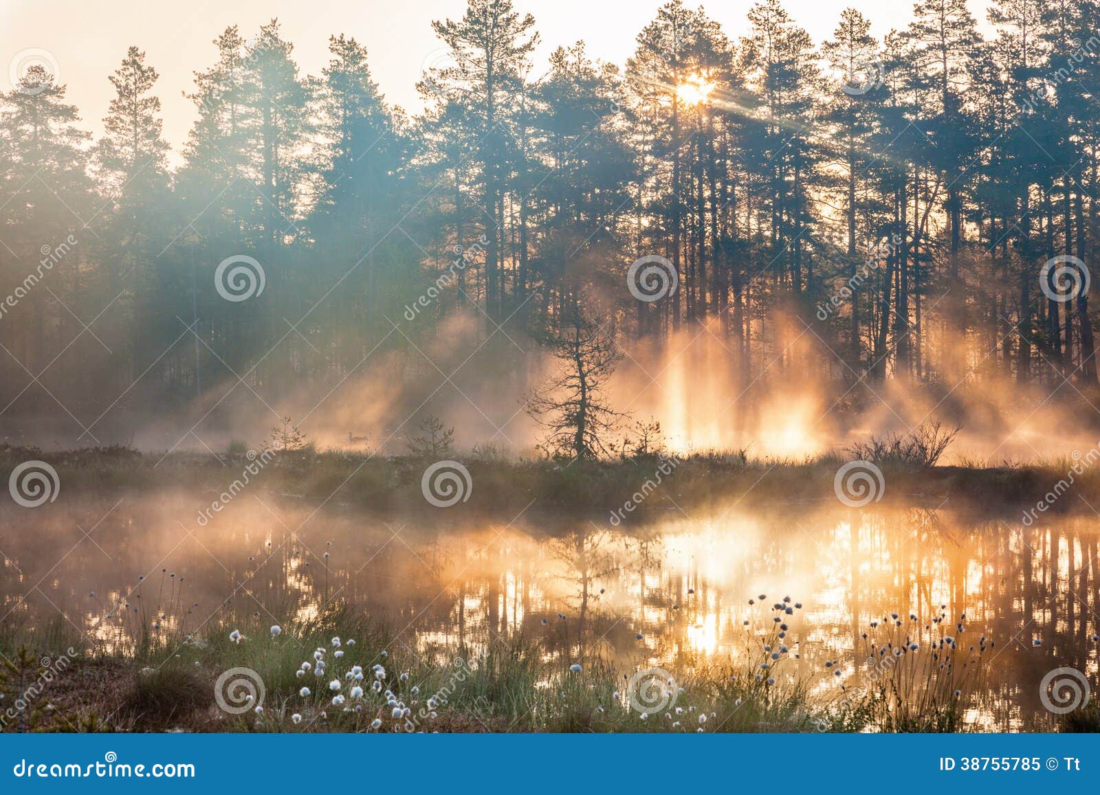 Forest sunrise stock image. Image of scenic, flare, evening - 38755785