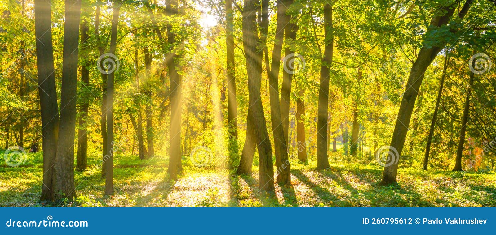 Forest sunset autumn trees stock photo. Image of beautiful - 260795612