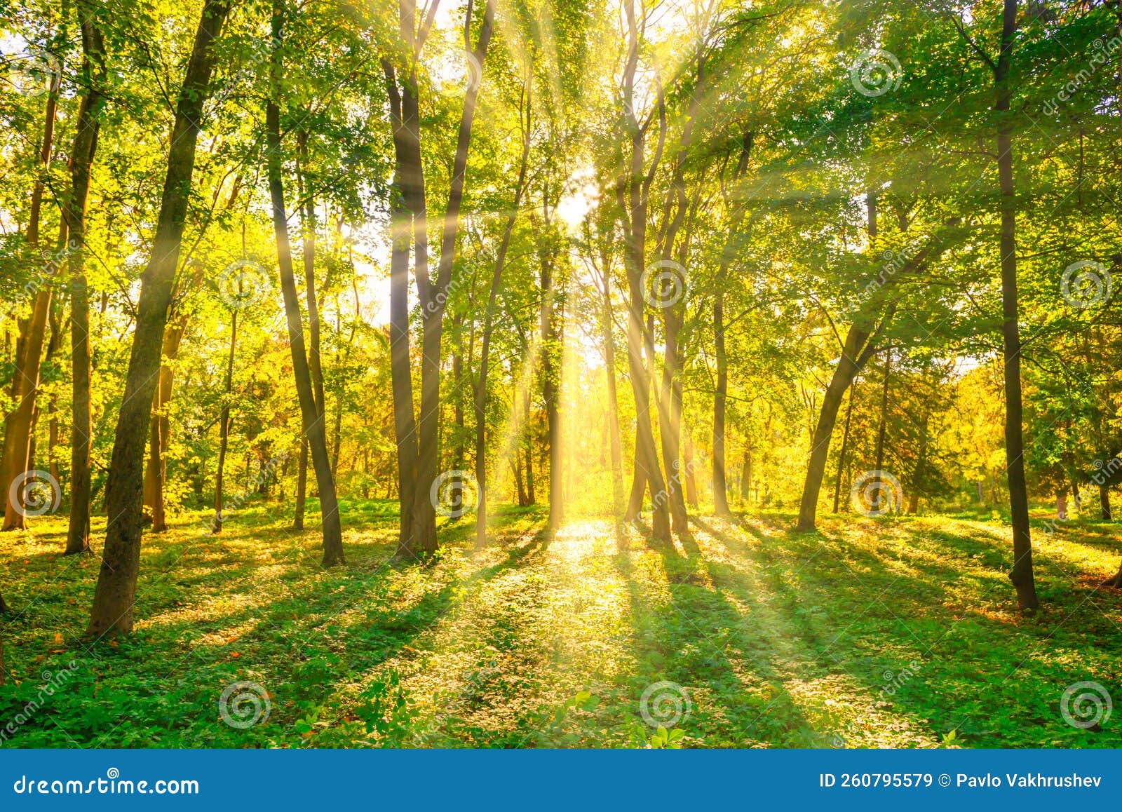Forest sunset autumn trees stock image. Image of natural - 260795579