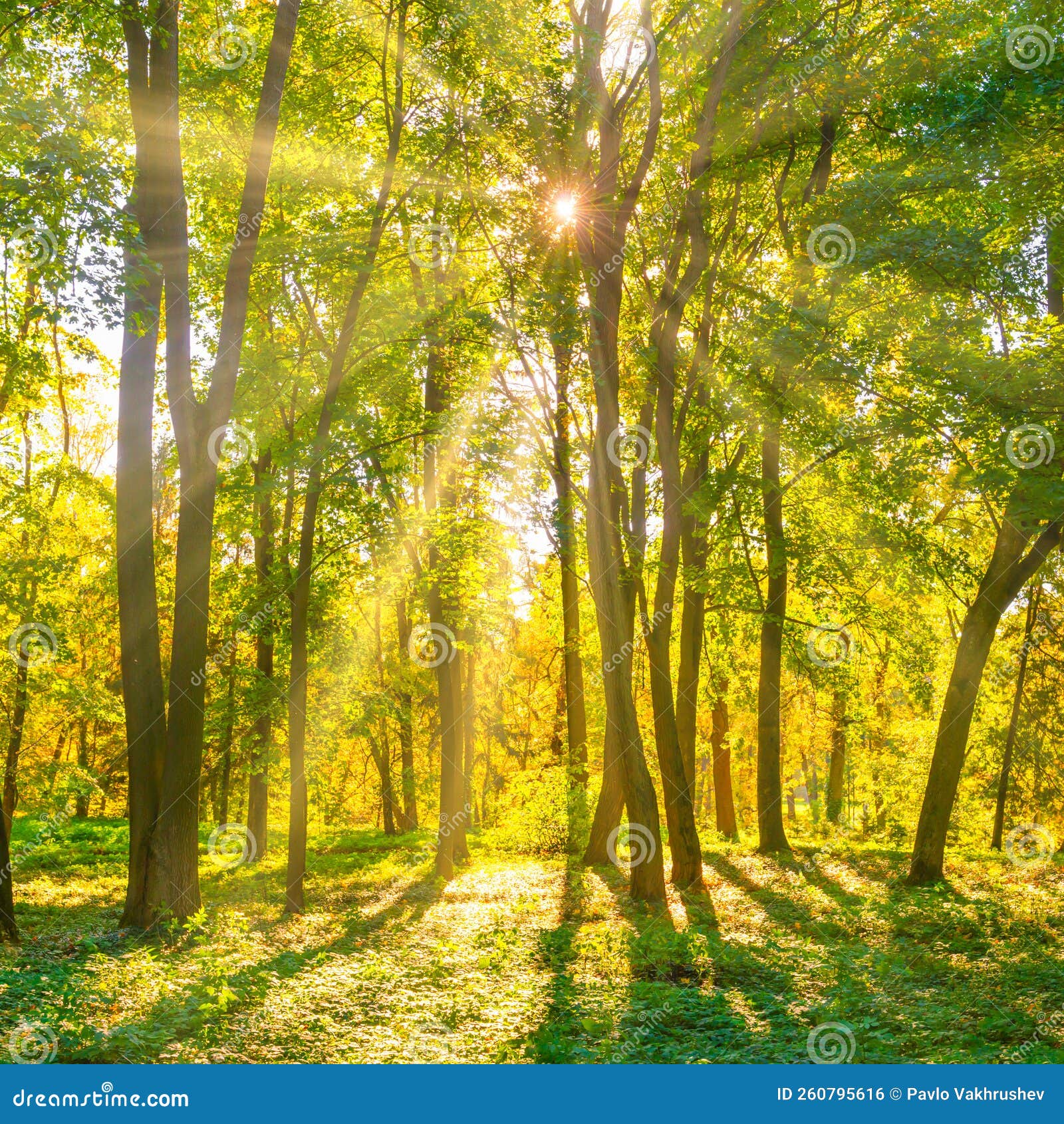 Forest sunset autumn trees stock photo. Image of leaves - 260795616