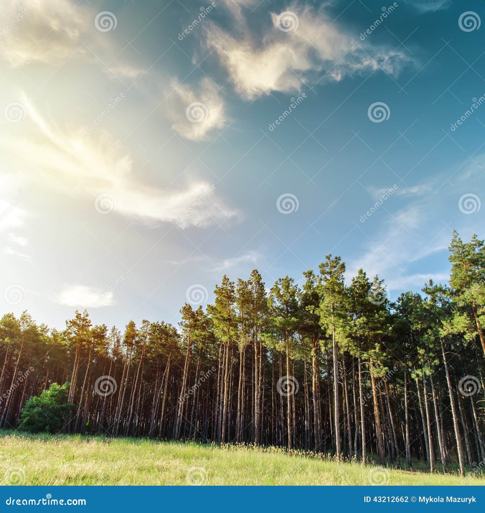 Forest and sunset stock photo. Image of field, clear - 43212662