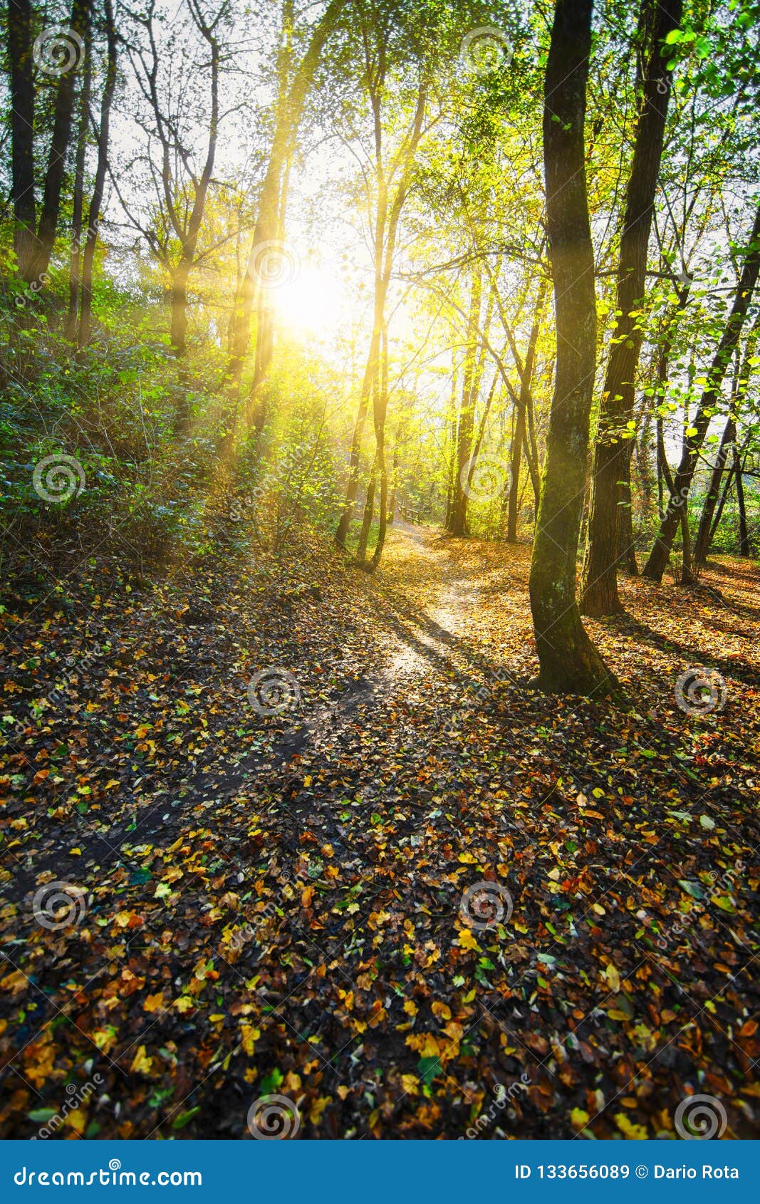 Forest Sunset Golden Hour Sun Rays Stock Image - Image of flare ...