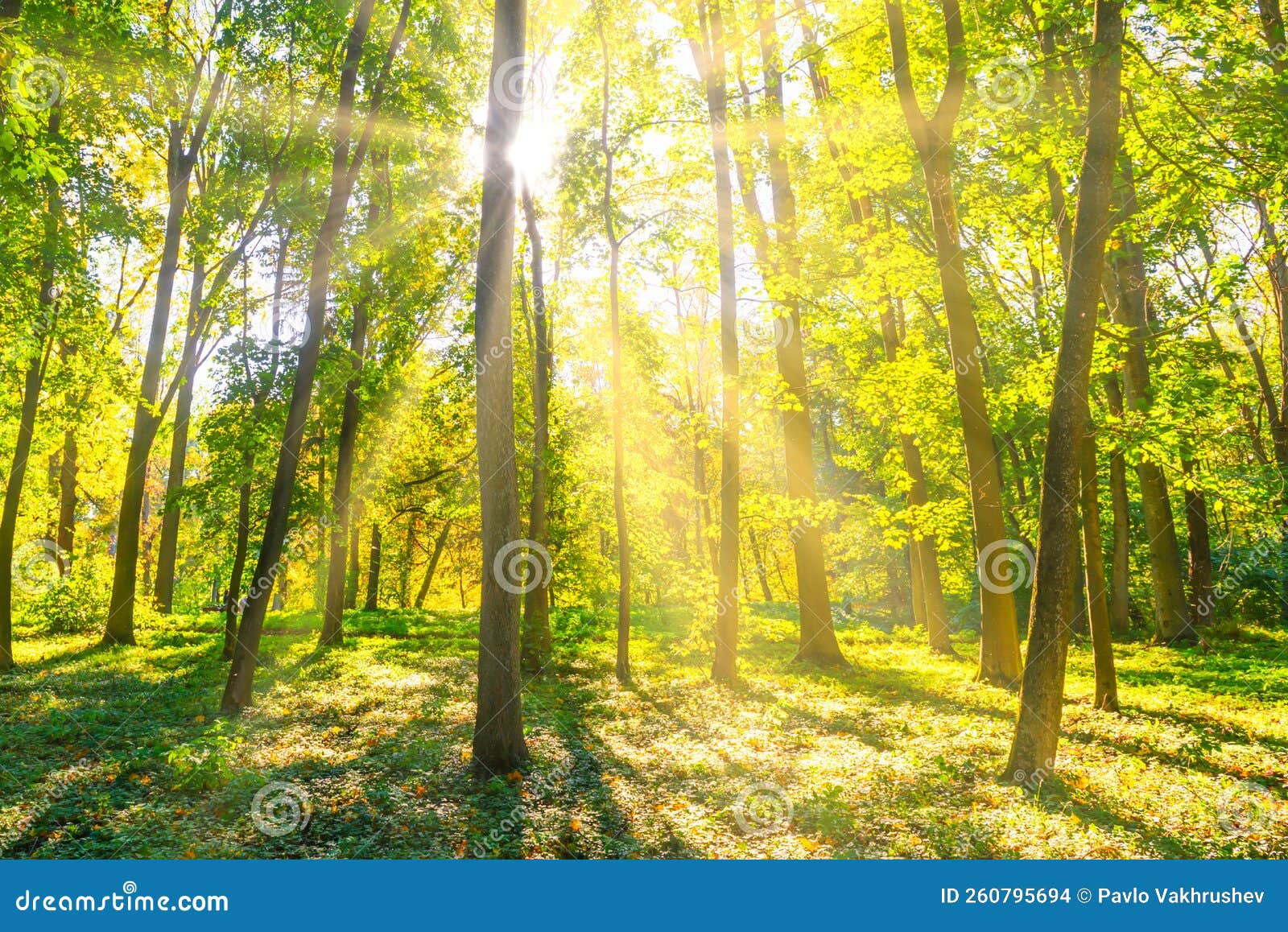 Forest sunset green trees stock photo. Image of scene - 260795694
