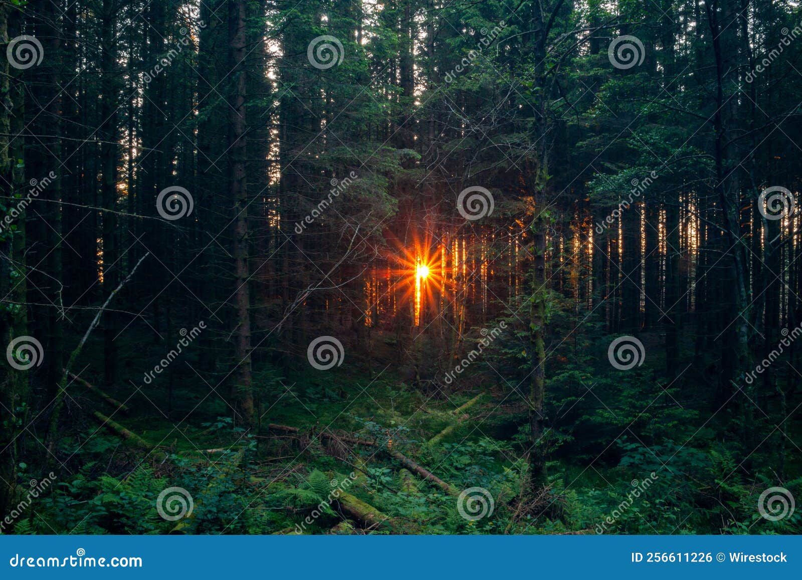 Forest during sunset hour stock photo. Image of scenic - 256611226