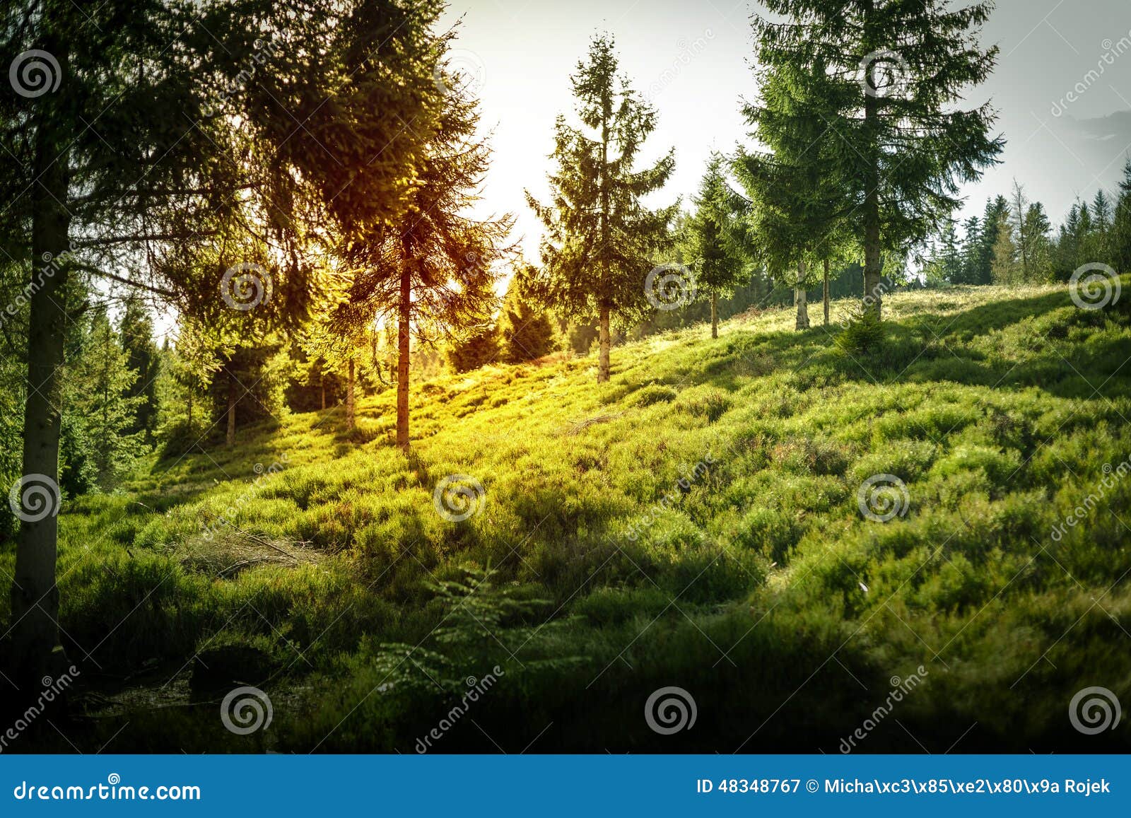 Forest with Sunset in Poland. Stock Image - Image of green, golden ...