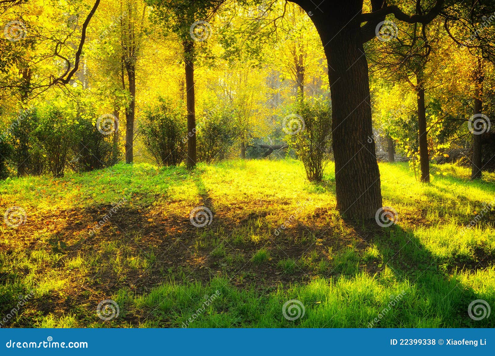 Forest Sunset Scene stock photo. Image of sunlight, shadow - 22399338