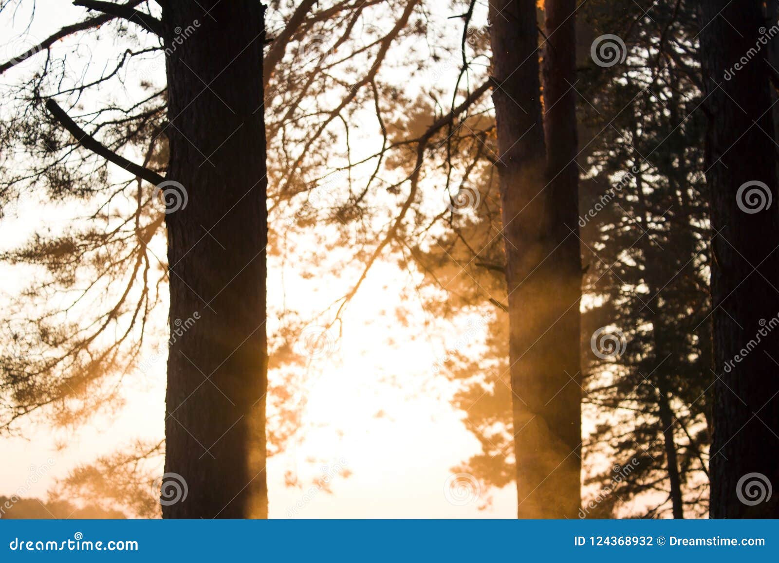 The Forest at Sunset in Smoke Stock Photo - Image of natural, ground ...