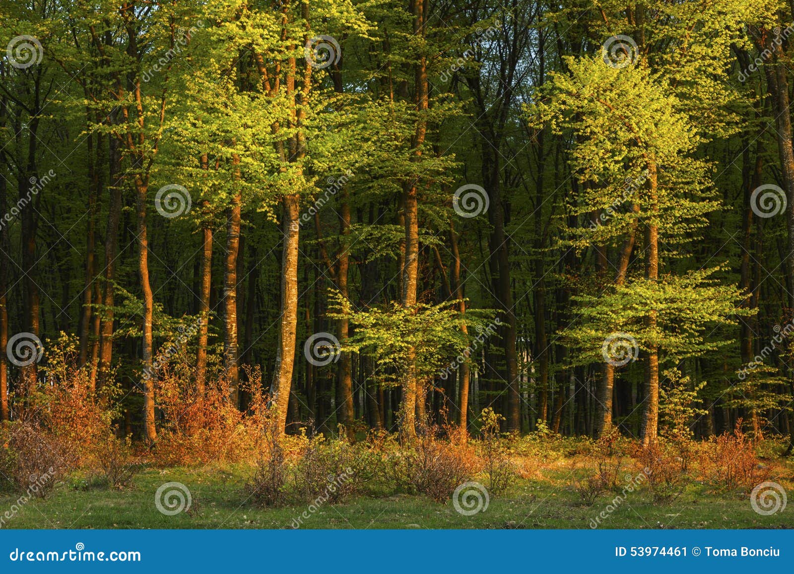 Forest during Sunset in the Spring Stock Image - Image of lush, branch ...