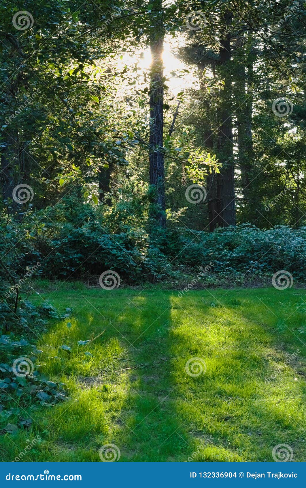 Landscape with Sun Behind Tree Stock Photo - Image of nature, wood ...