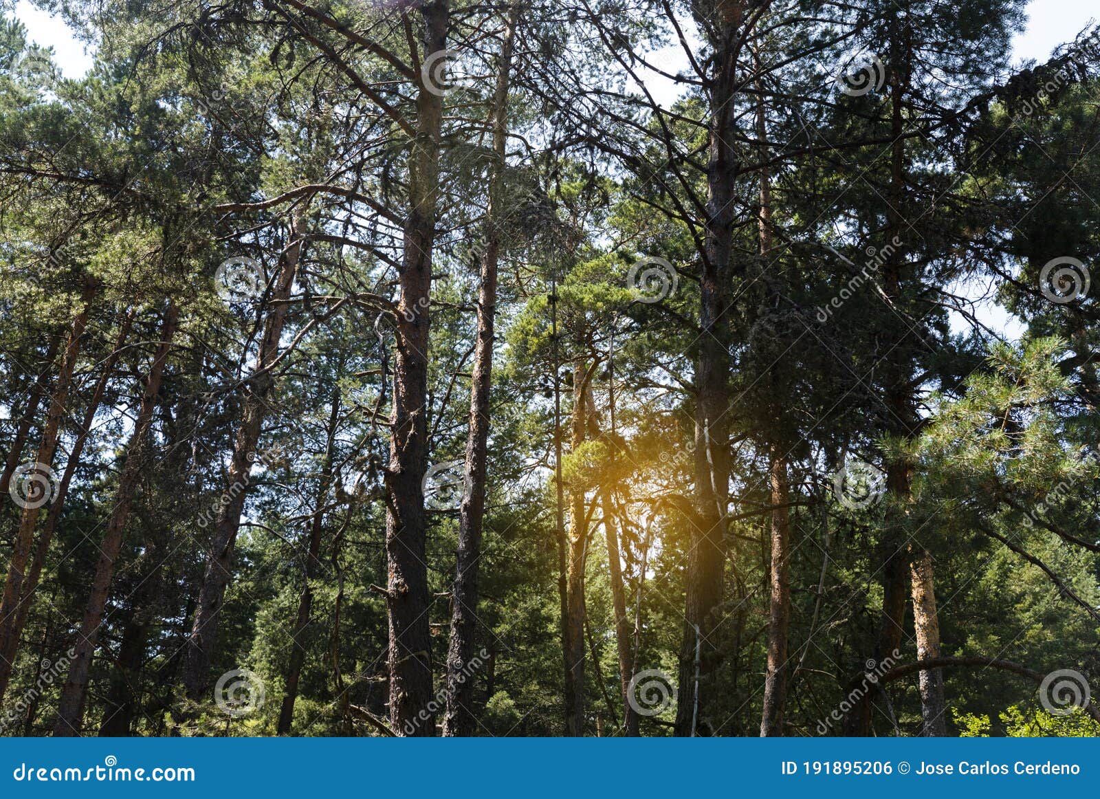 A forest at sunset, travel stock photo. Image of wilderness - 191895206