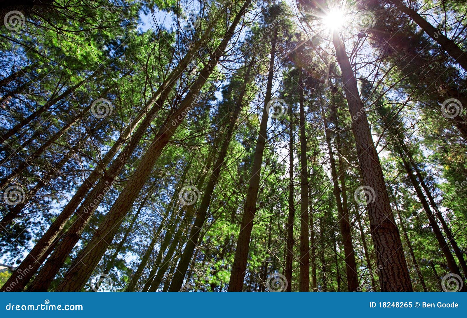 Forest Sunshine stock image. Image of perspective, rural - 18248265