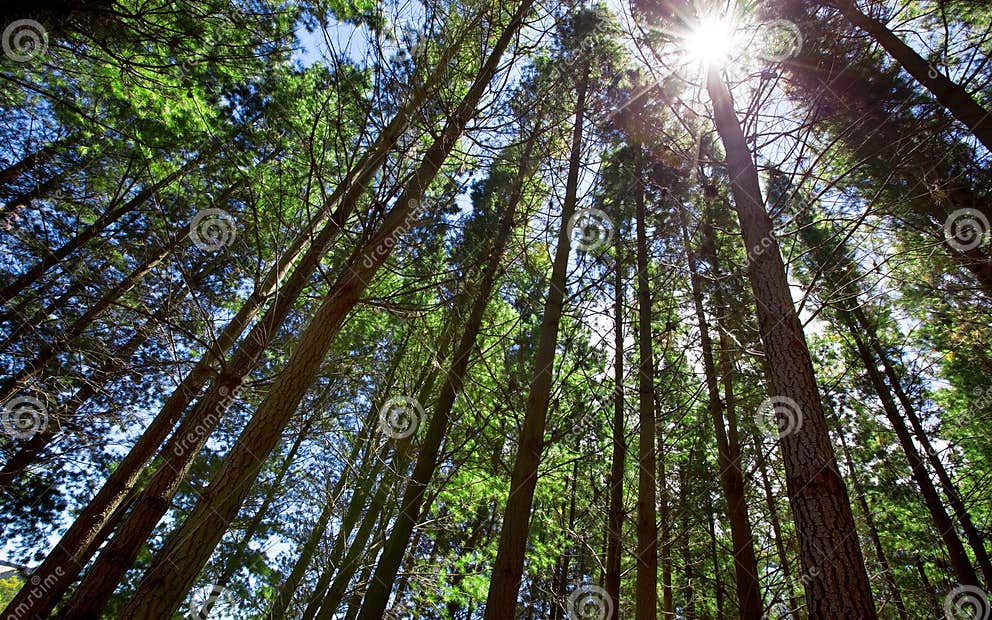 Forest Sunshine stock image. Image of perspective, rural - 18248265