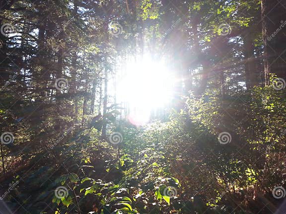Forest Sunshine stock photo. Image of trees, natural - 83564448