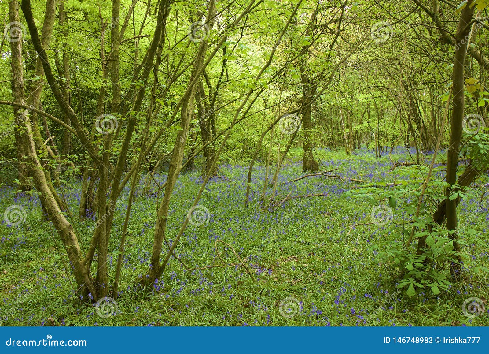 Forest in Surrey Hills, England Stock Image - Image of views, reigate ...