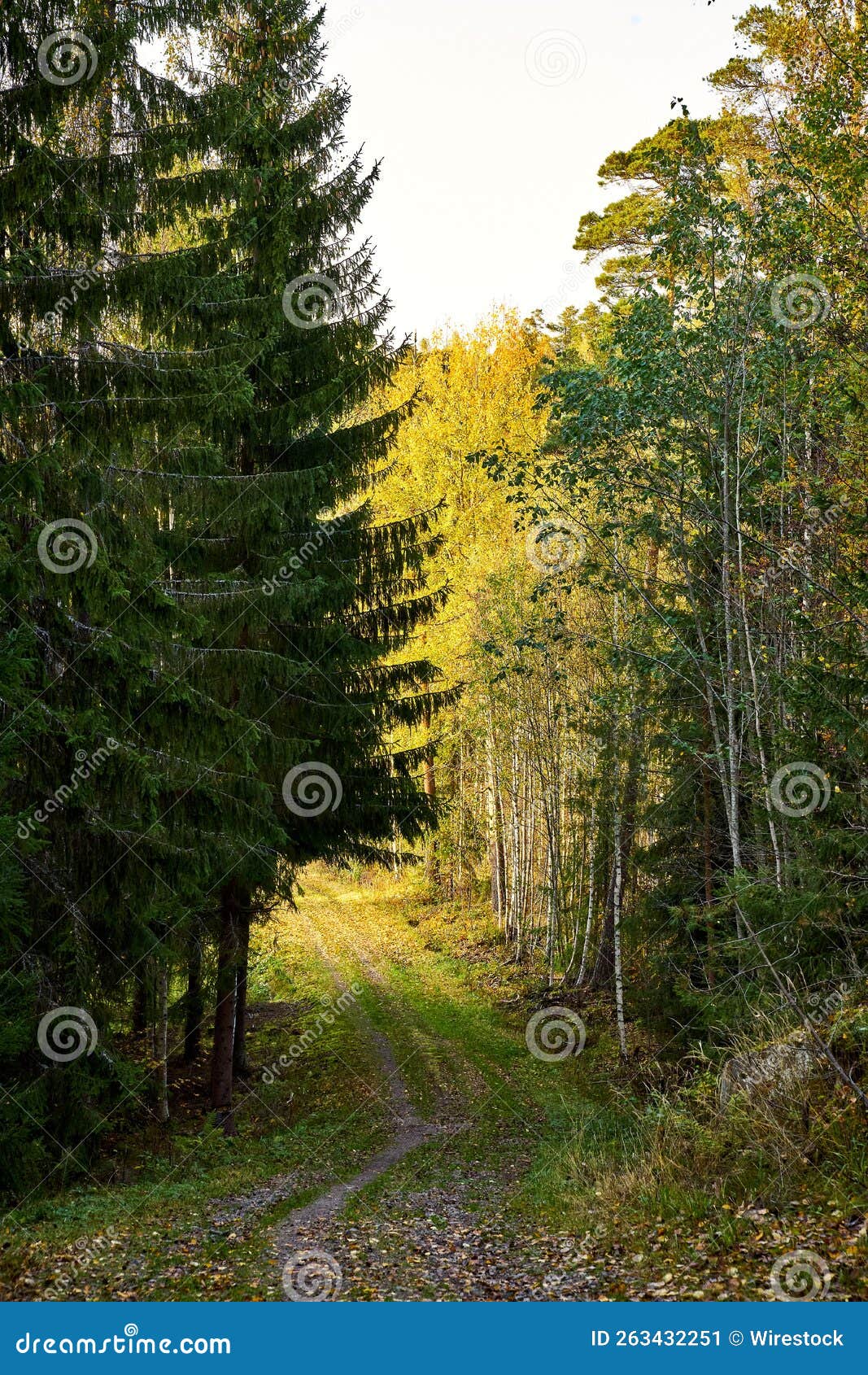 Forest Surrounded by Dense Trees Stock Image - Image of landscape ...
