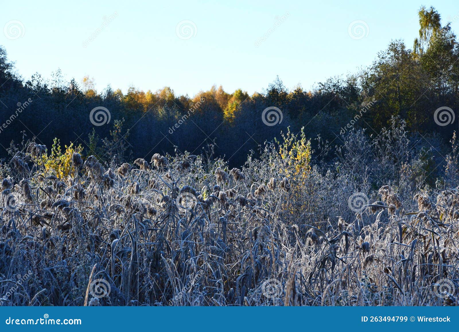 Forest Surrounded by Dense Trees and Bushes Stock Image - Image of ...
