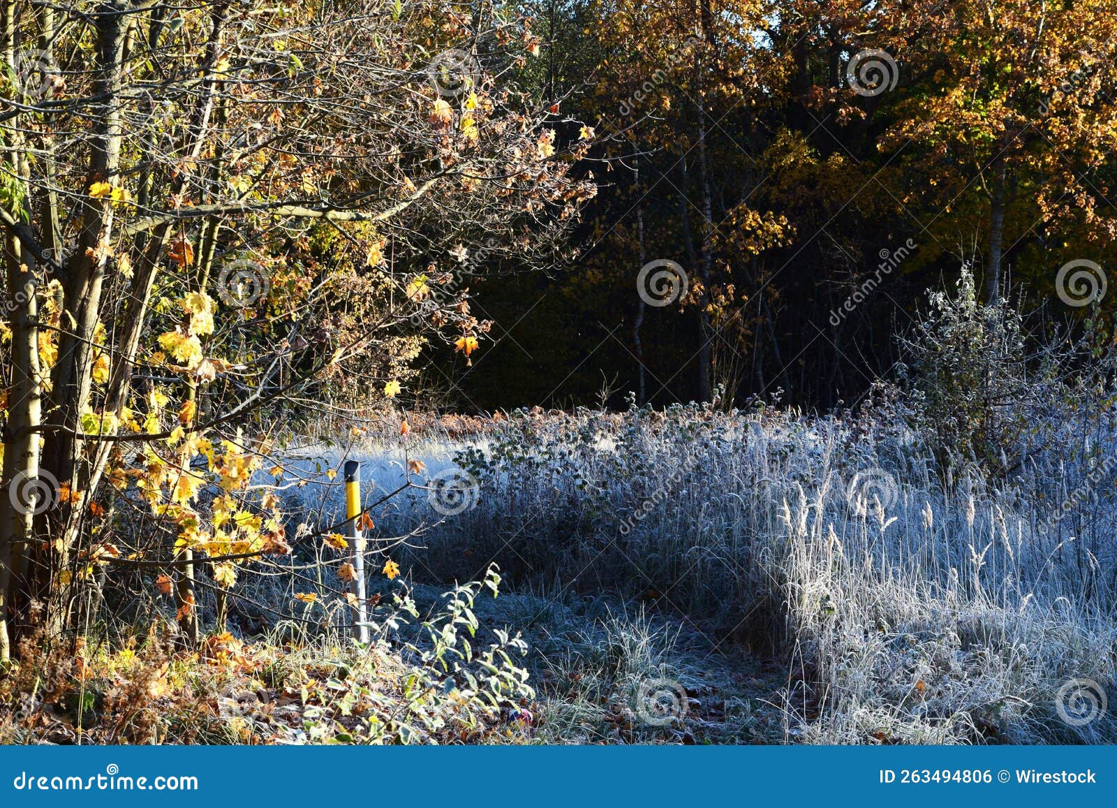 Forest Surrounded by Dense Trees and Bushes Stock Photo - Image of ...