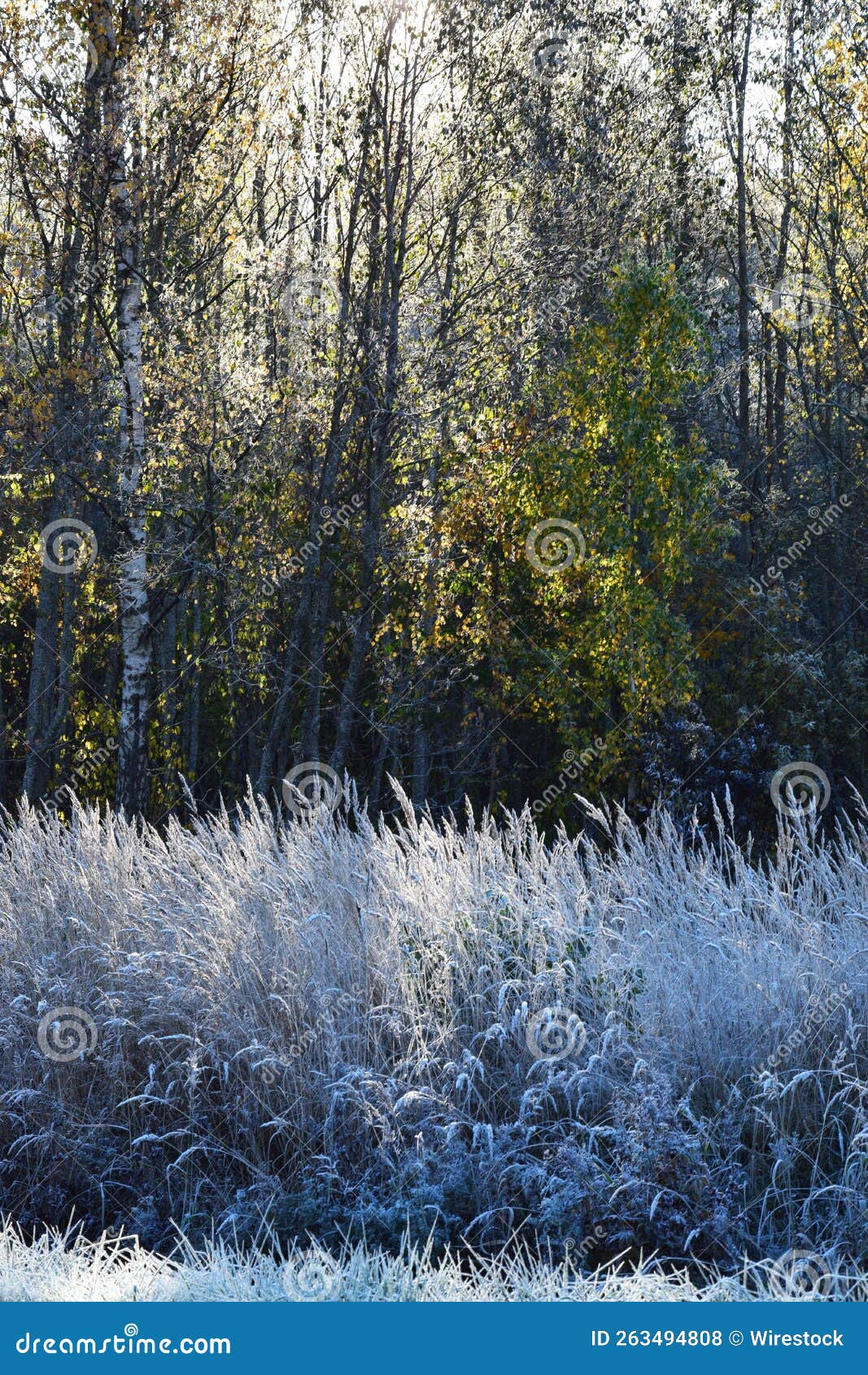 Forest Surrounded by Dense Trees and Bushes Stock Photo - Image of ...