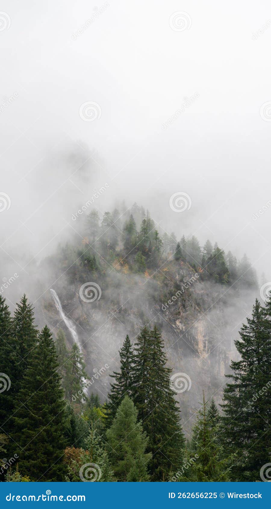 Forest Surrounded by Dense Trees during Fog Stock Image - Image of ...