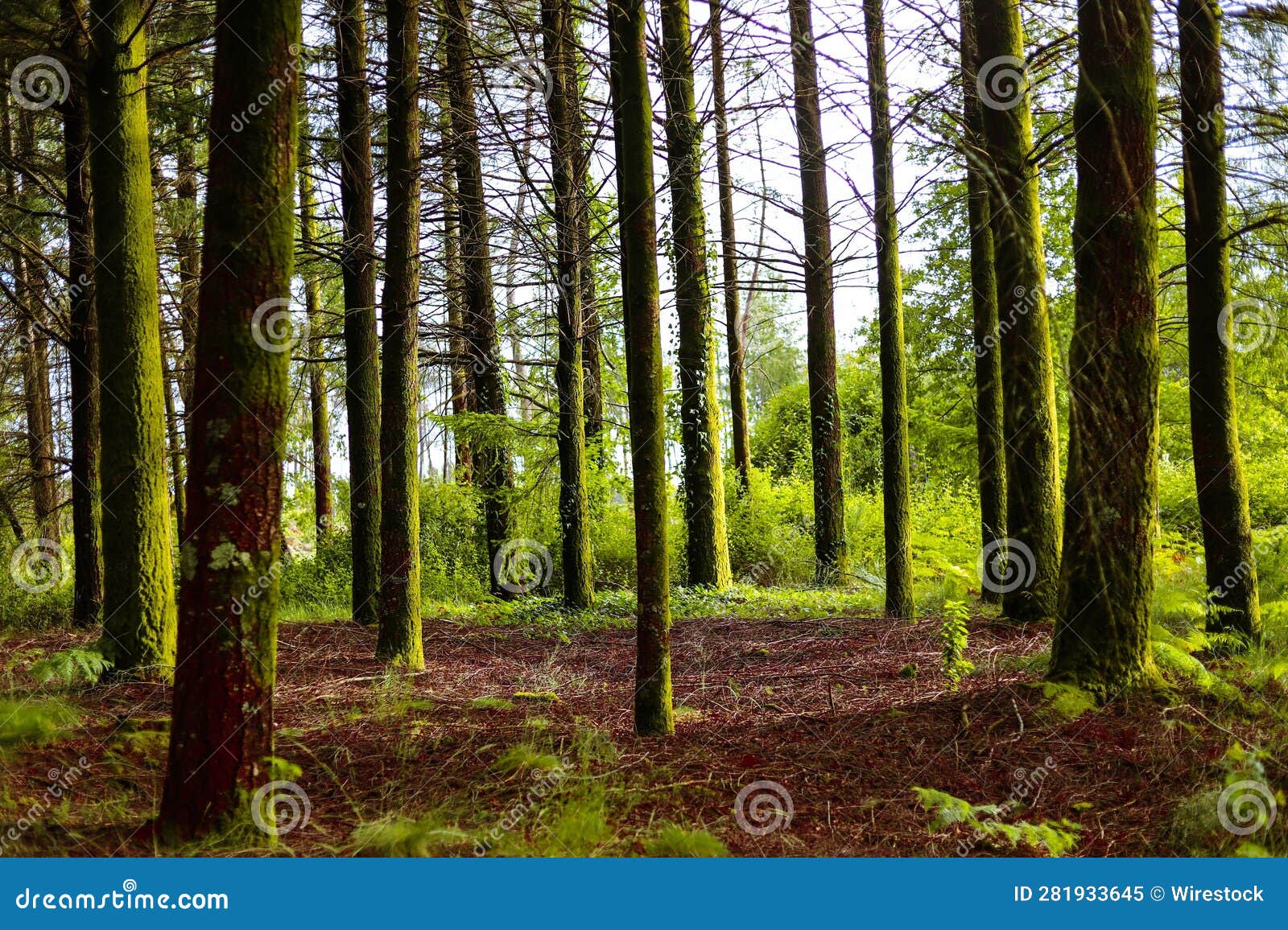 Forest Surrounded by Dense Trees Stock Image - Image of leaves, view ...
