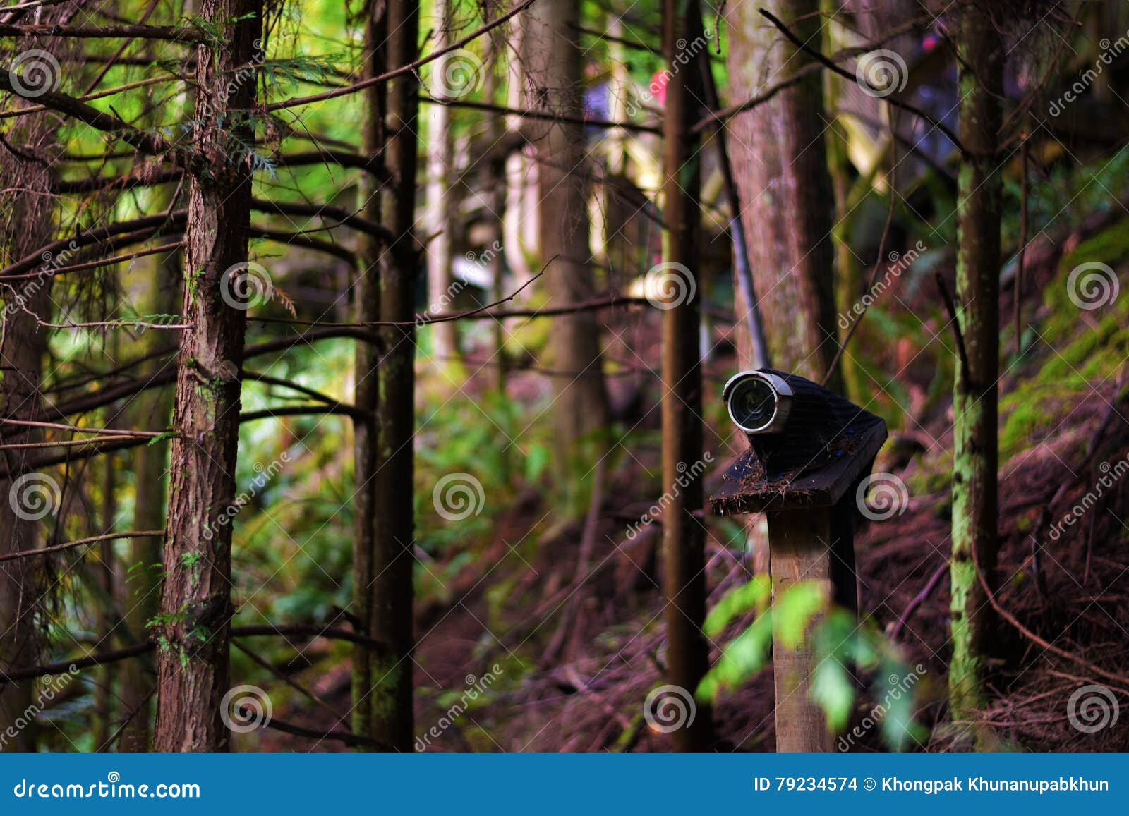 Forest surveillance stock photo. Image of forest, safe - 79234574