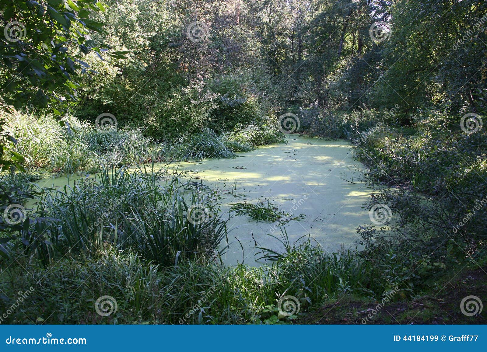 Forest swamp stock image. Image of sunny, bush, lonely - 44184199