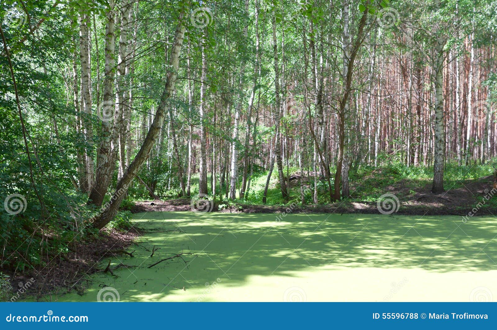 Forest swamp. stock photo. Image of water, landscape - 55596788