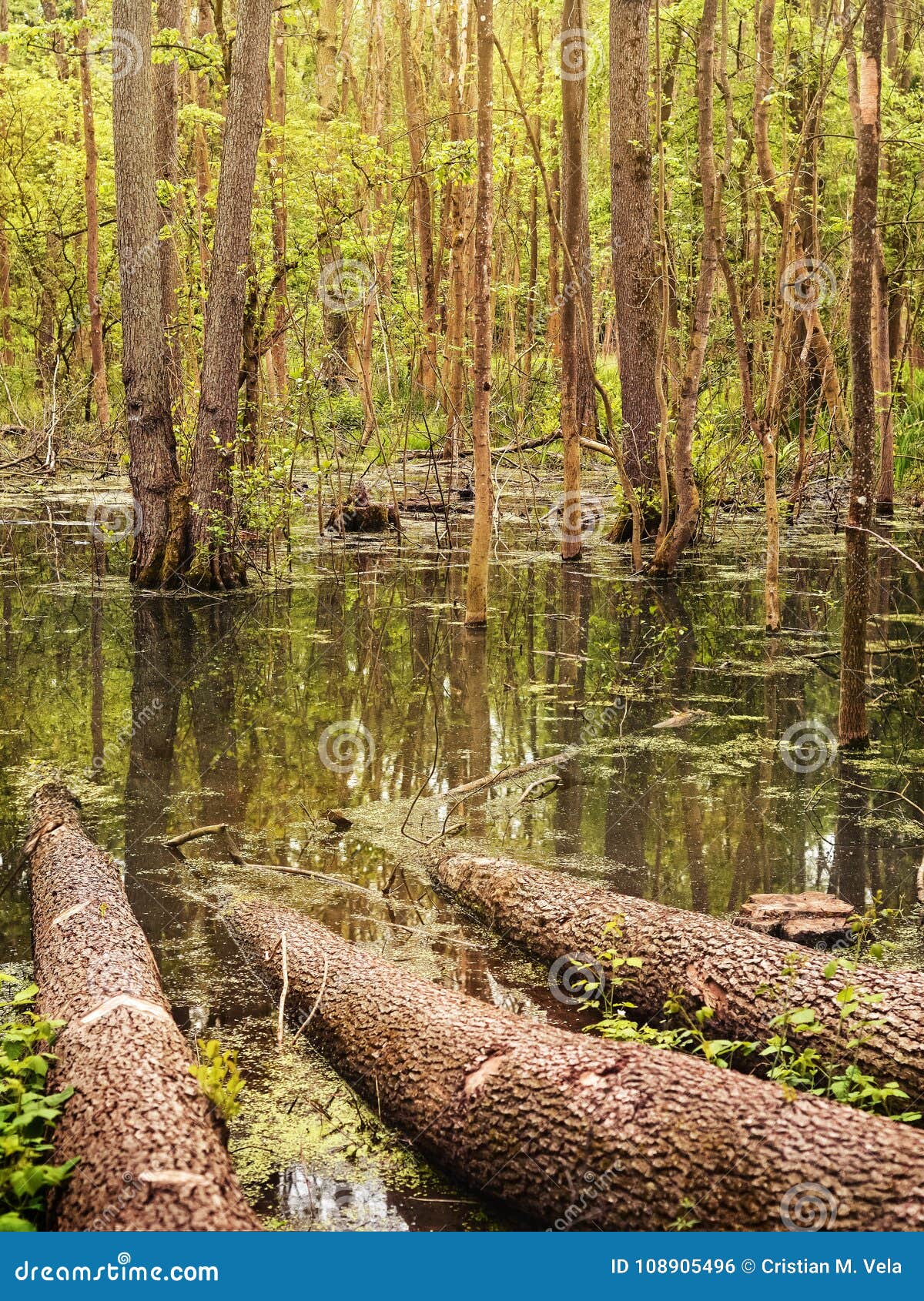 Forest swamp stock photo. Image of spring, lake, dark - 108905496