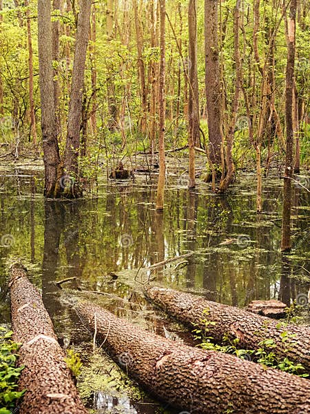 Forest swamp stock photo. Image of spring, lake, dark - 108905496