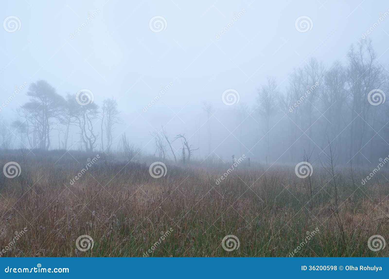 Forest on Swamp in Dense Fog Stock Photo - Image of drenthe, weather ...