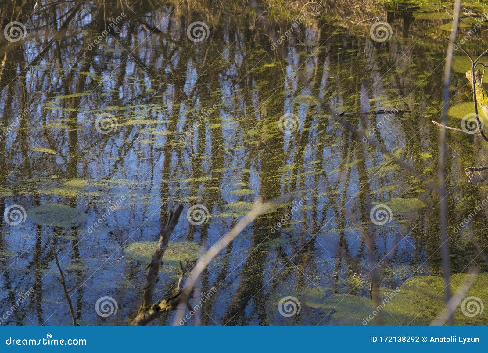 Forest Swamp in Early Spring Stock Photo - Image of seasons, beautiful ...