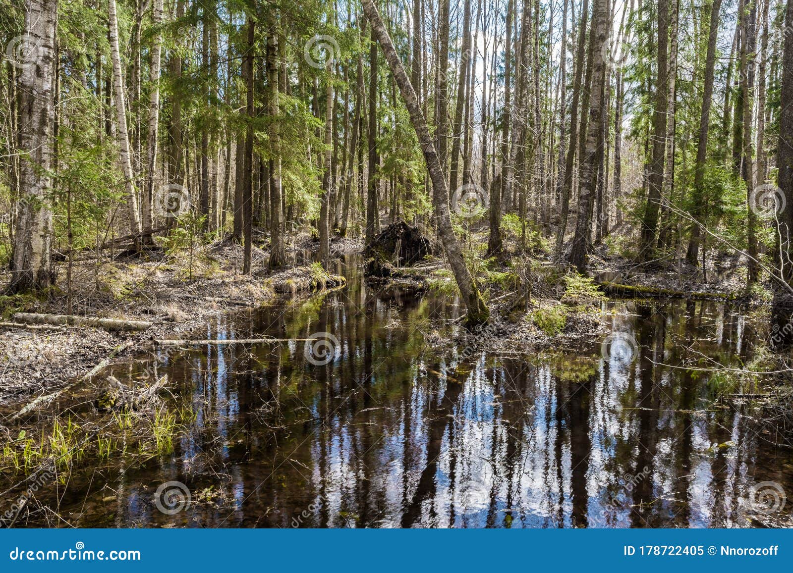 Forest Swamp with Fallen Trees with Moss and Dry Grass. Beautiful ...