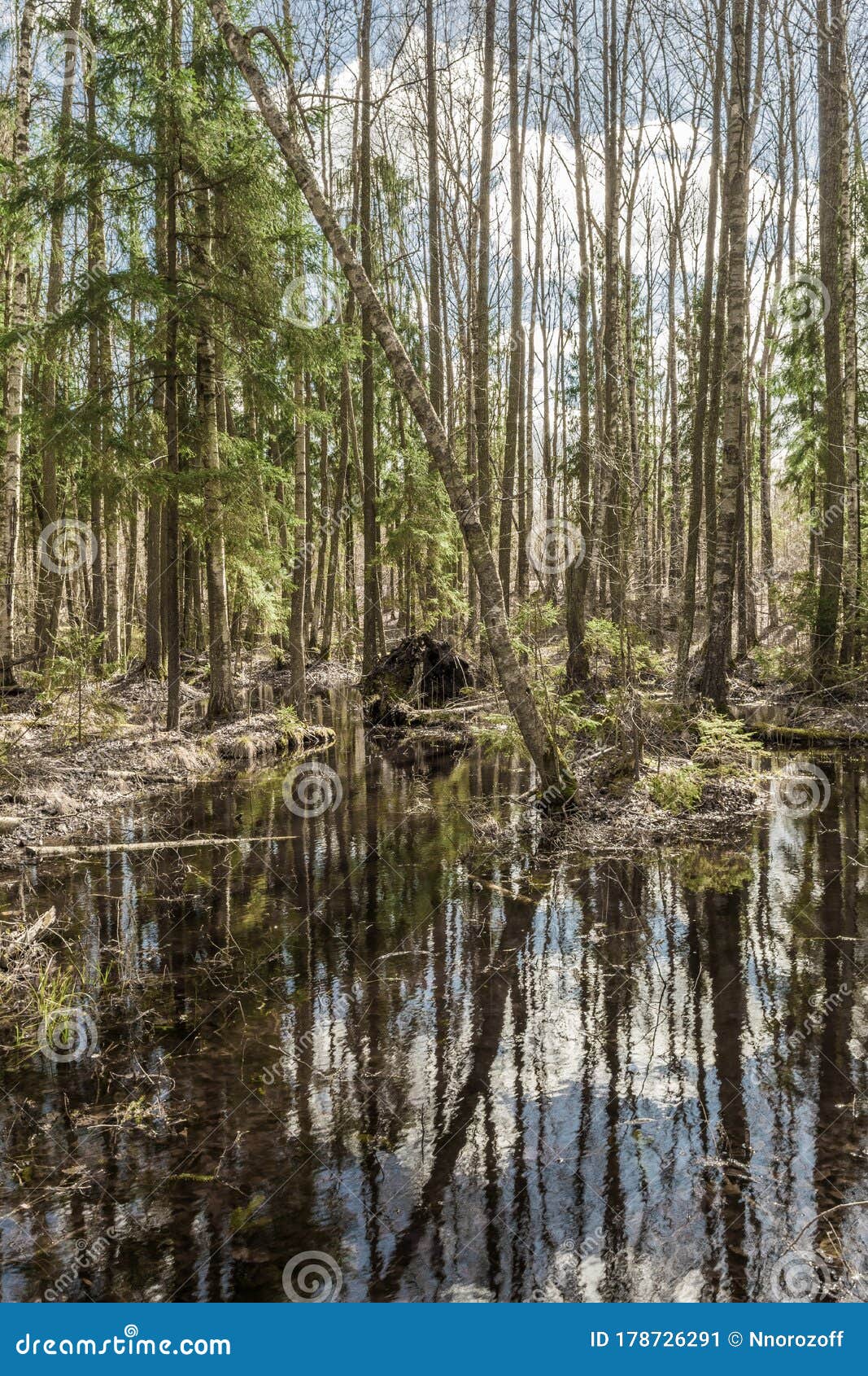 Forest Swamp with Fallen Trees with Moss and Dry Grass. Beautiful ...