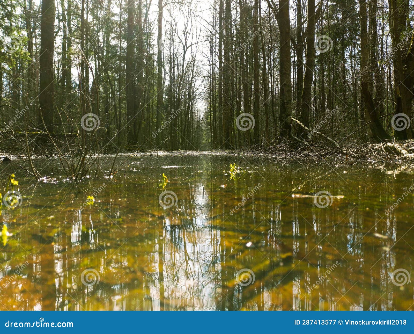Forest Swamp in the Middle of Spring Stock Image - Image of woodland ...