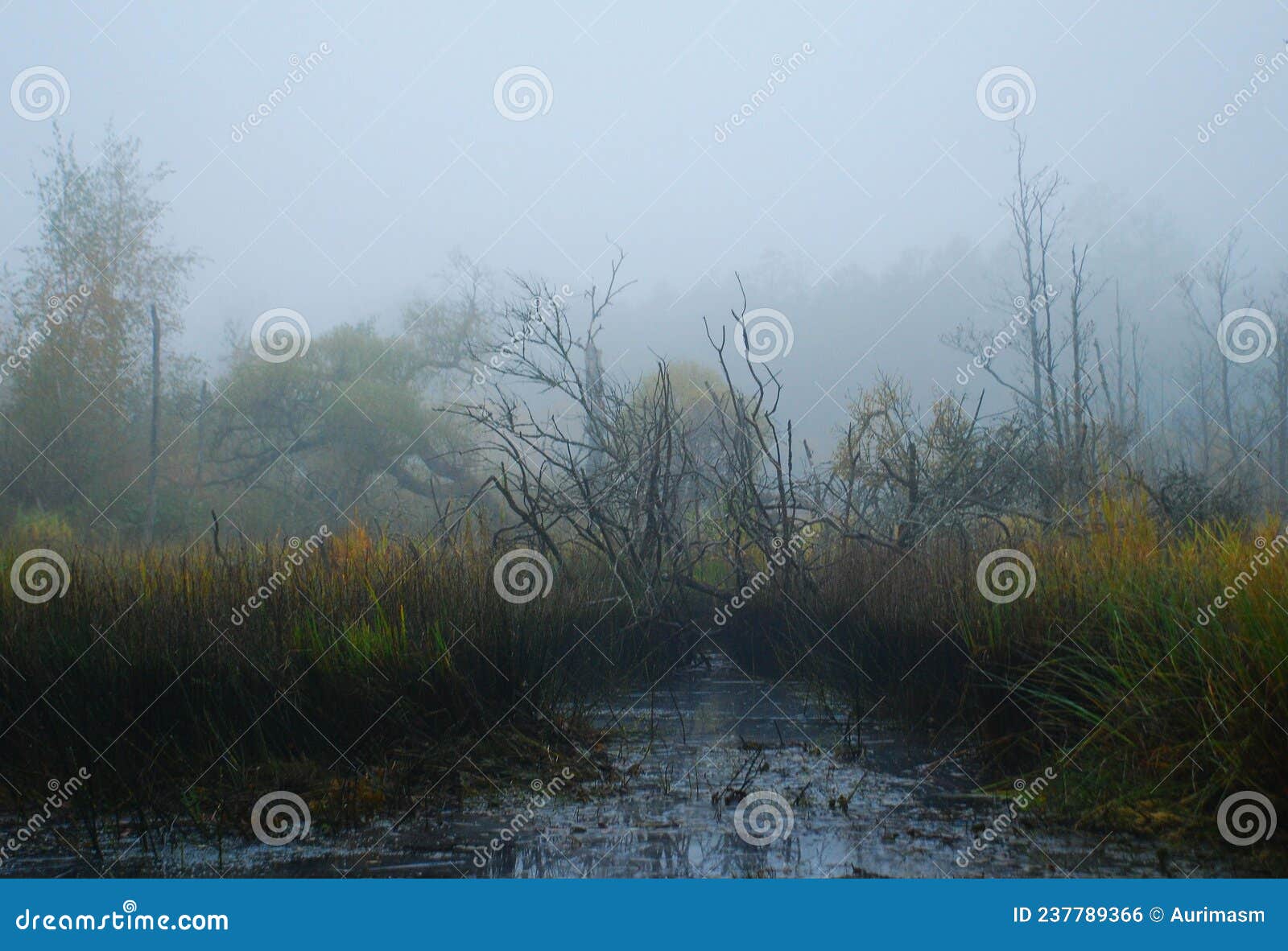 Forest swamp in mist stock photo. Image of plants, drowned - 237789366