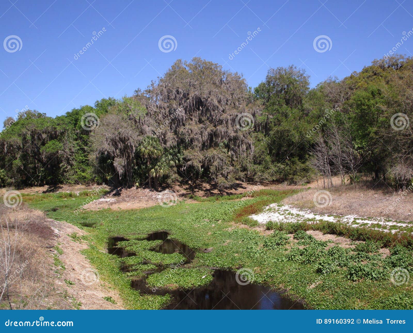 Forest and Swamp in North Florida Stock Photo - Image of land ...