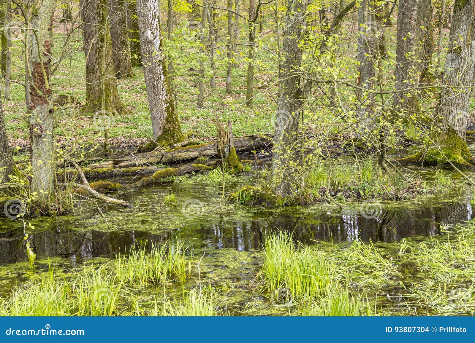 Forest with swamp stock photo. Image of habitat, morass - 93807304