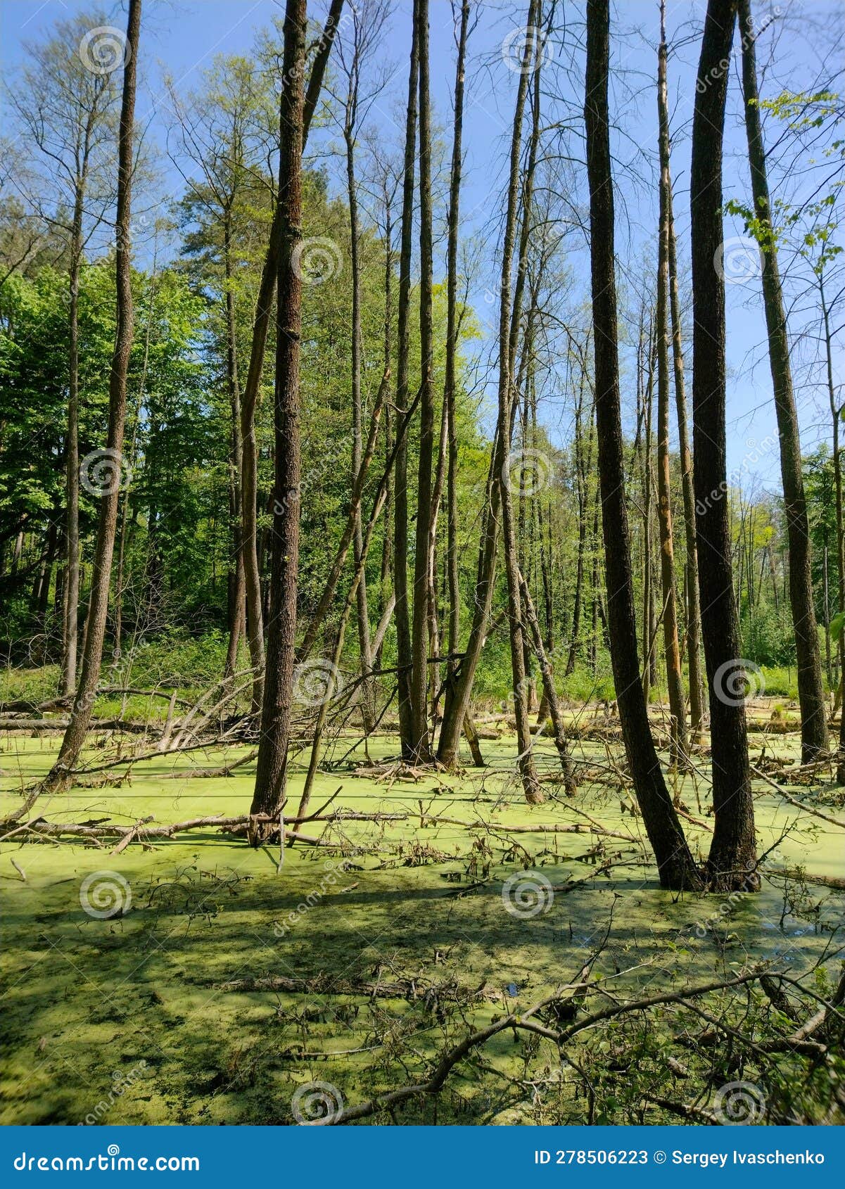 Forest swamp. stock image. Image of wetland, tree, autumn - 278506223
