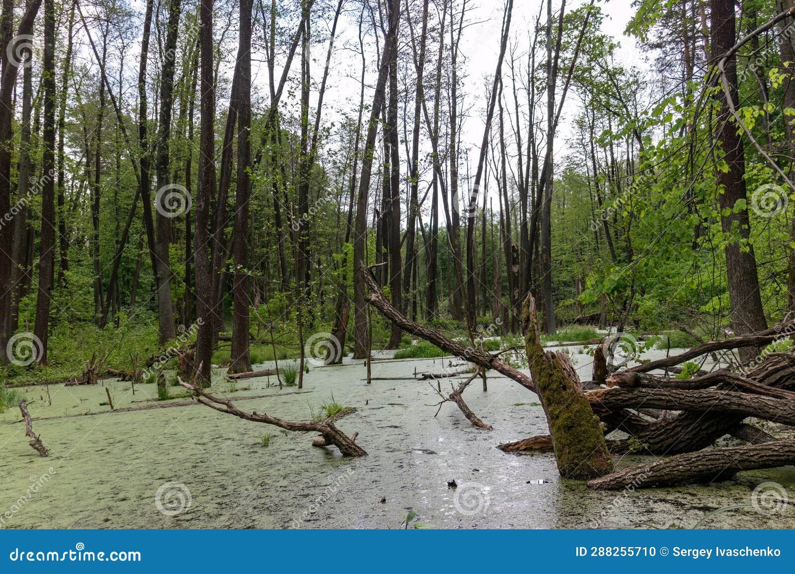 Forest swamp. stock photo. Image of vegetation, wilderness - 288255710