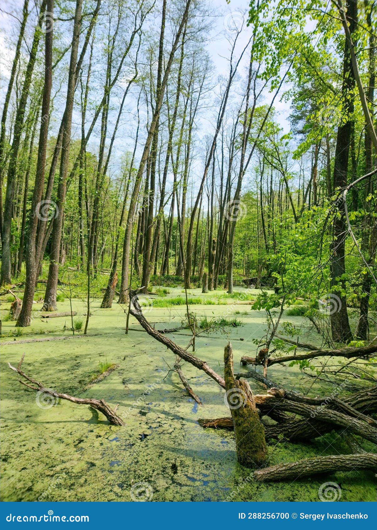 Forest swamp. stock photo. Image of forest, nature, wetland - 288256700