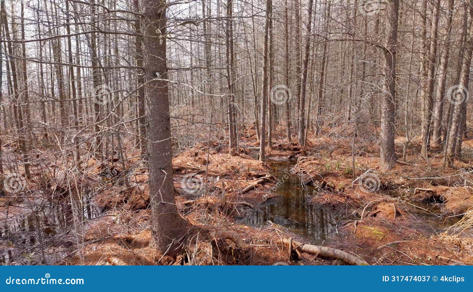 A Forest in the Swamps of Canada Stock Image - Image of adventure, wide ...