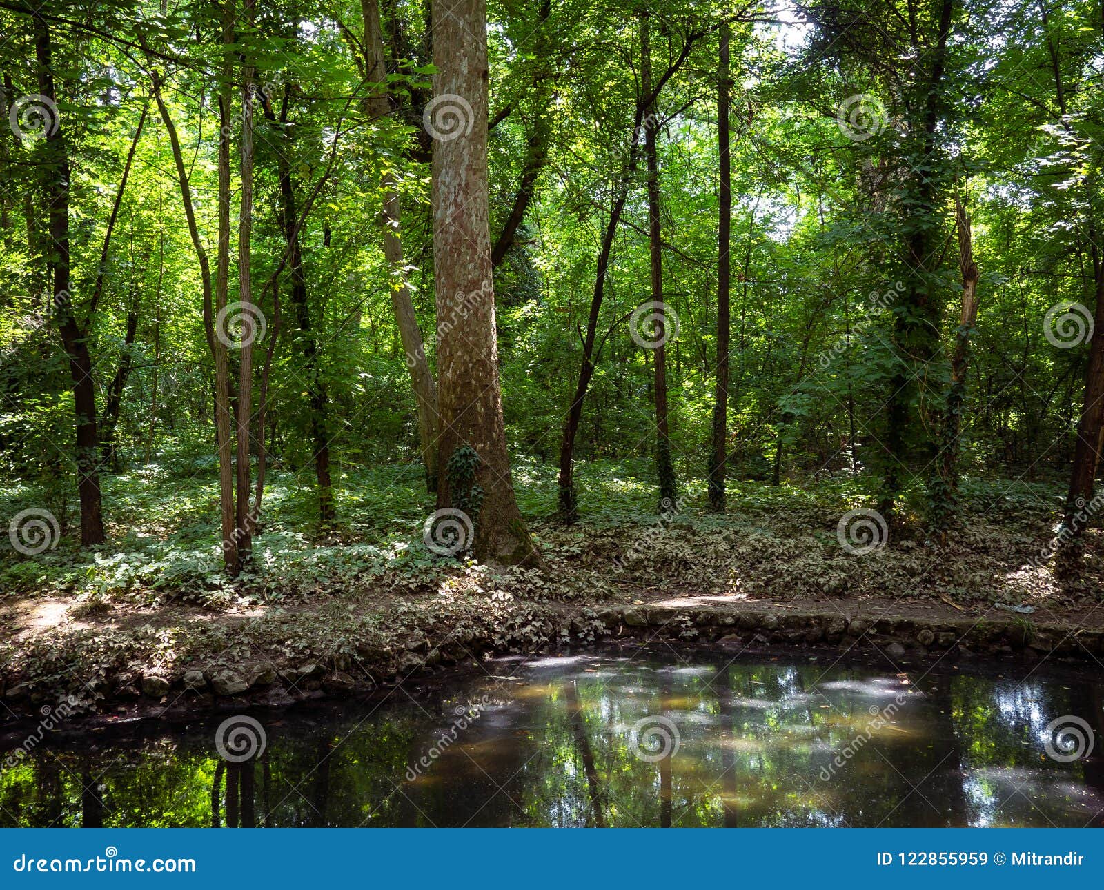 Forest and swampy pond stock image. Image of beautiful - 122855959