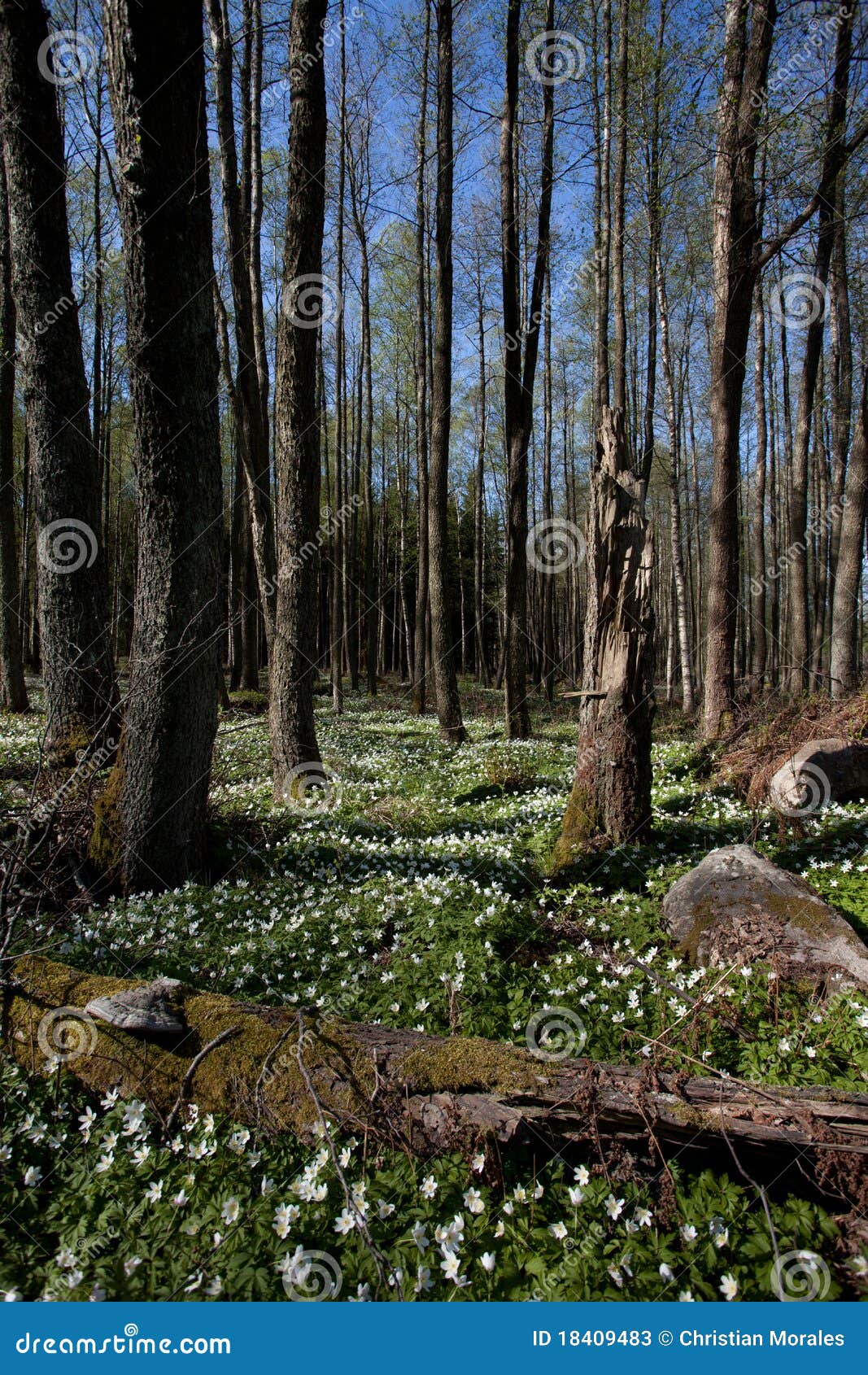 Forest in sweden stock image. Image of sweden, rocks - 18409483