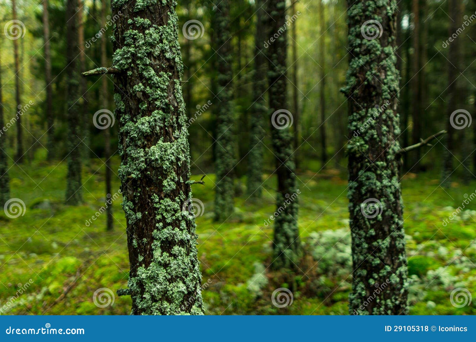 Forest in Sweden stock photo. Image of grass, deciduous - 29105318
