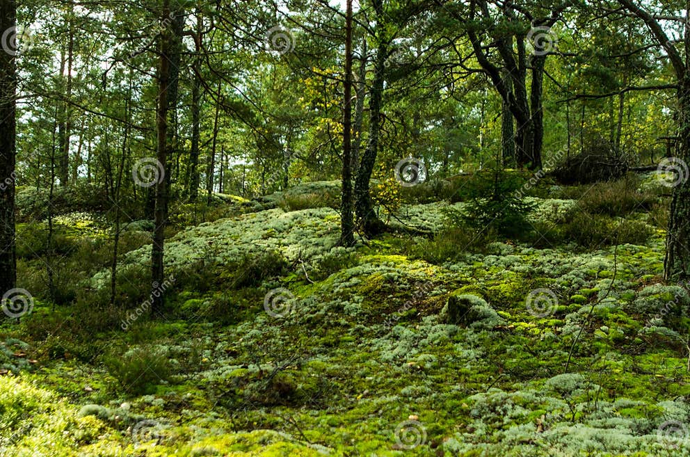 Forest in Sweden stock image. Image of biome, grove, summer - 29105471