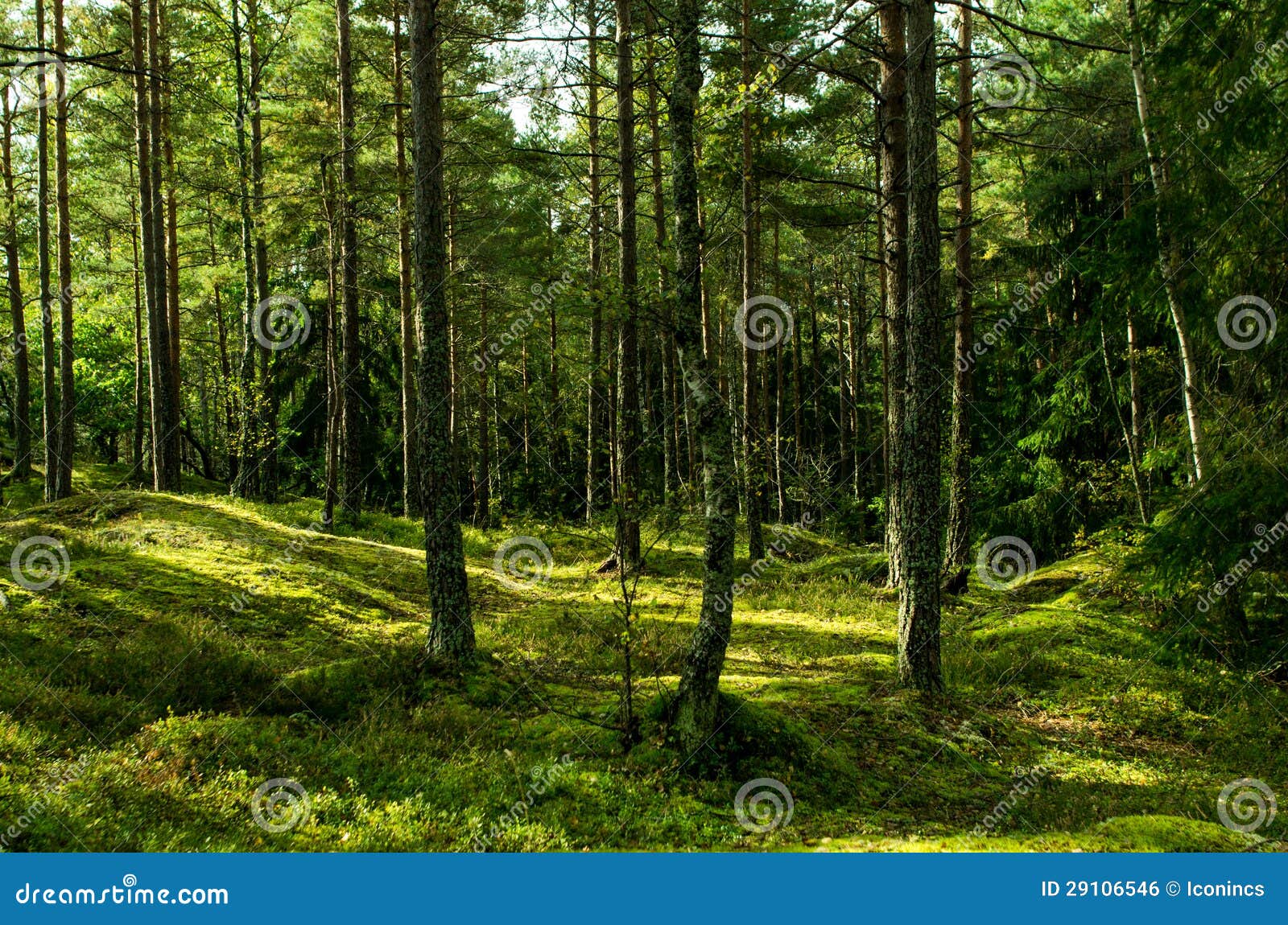 Forest in Sweden stock photo. Image of biome, jungle - 29106546