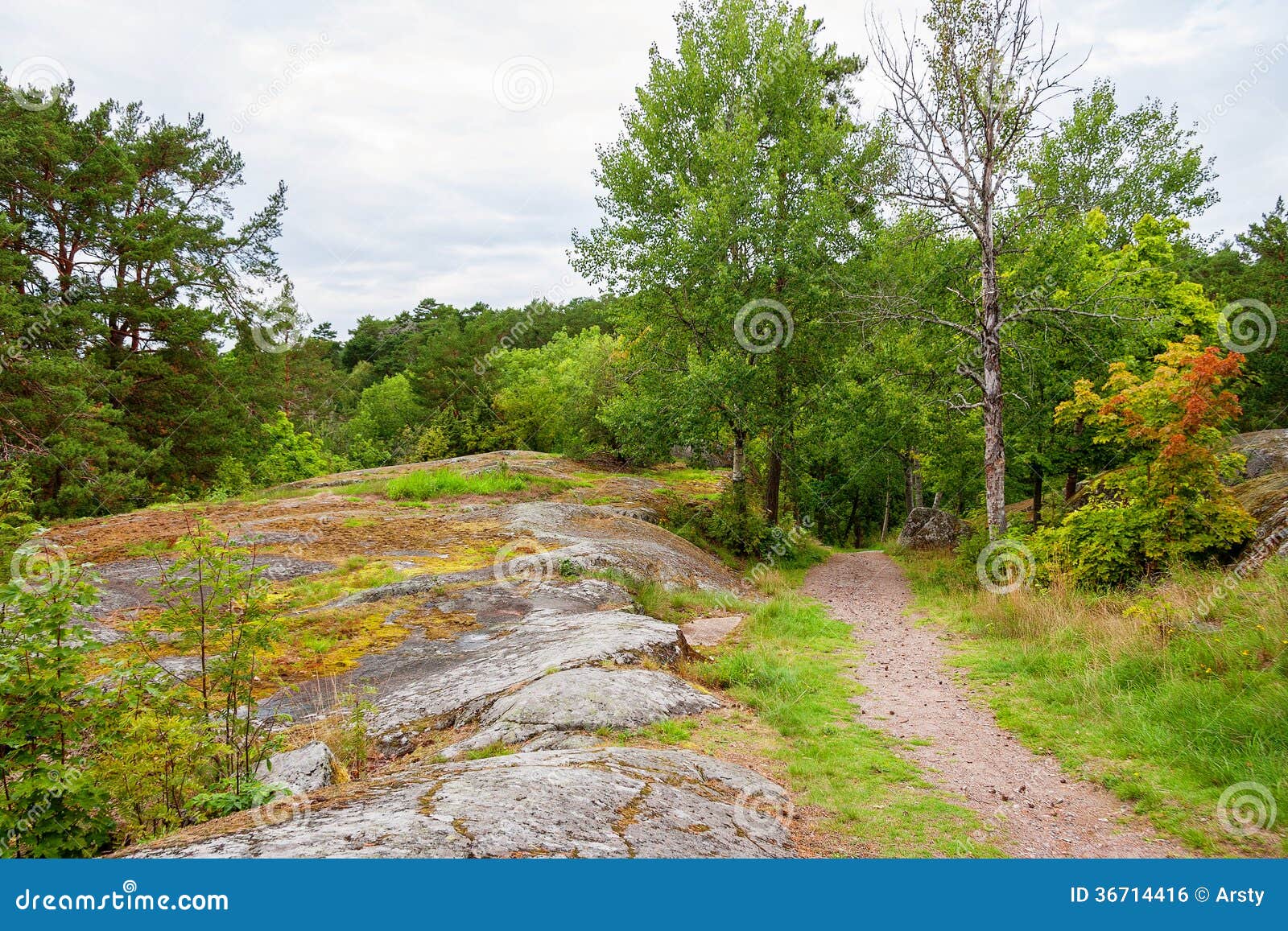 Forest. Sweden stock photo. Image of forest, road, autumn - 36714416