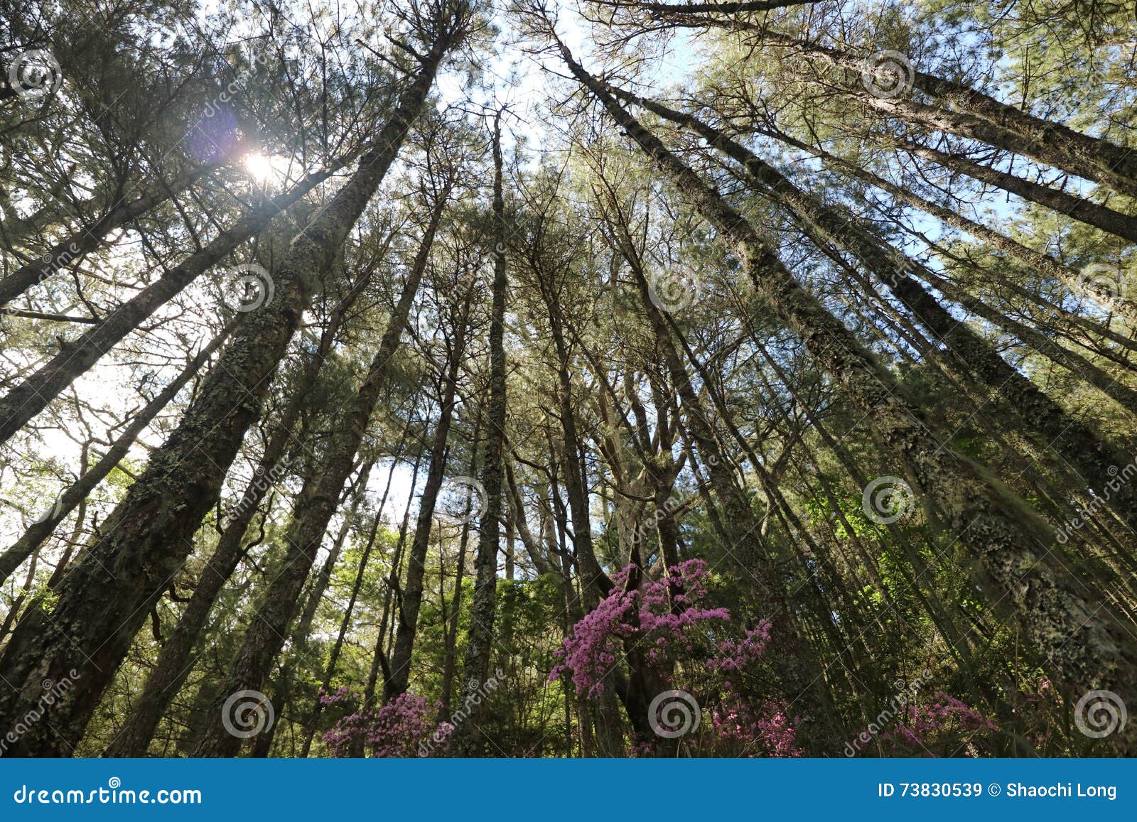 Forest in Taiwan Nanhu Mountain Stock Image - Image of taiwan, tree ...