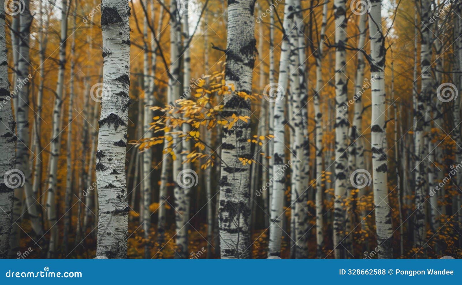 Tall Birch Tree. Pencil Drawing Royalty-Free Stock Photography ...