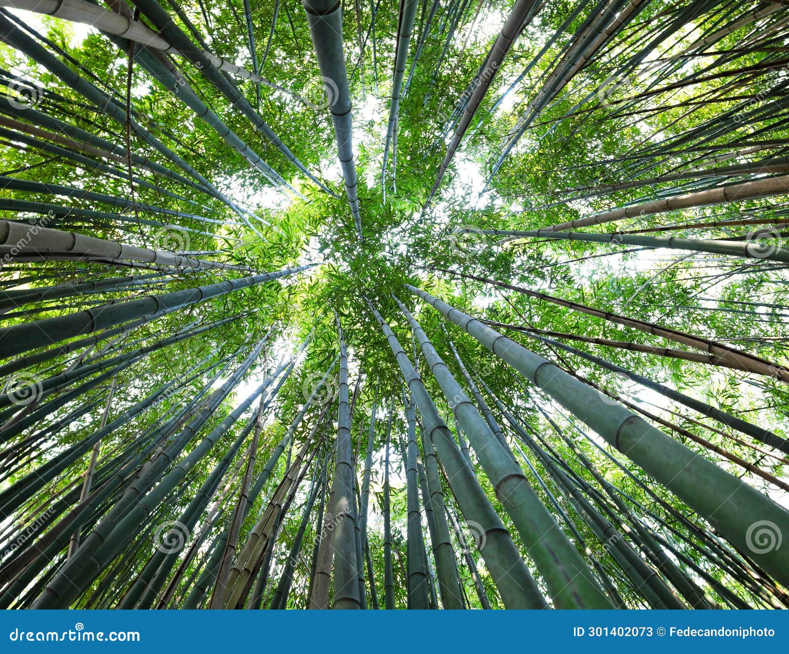 Forest of Tall Green Bamboo Canes Viewed from Below Stock Image - Image ...